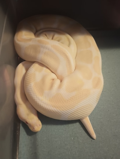 Big Albino Ball Python by Tangled Tails Exotics