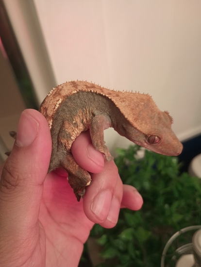 Local Only. Harlequin Crested Gecko by Tangled Tails Exotics