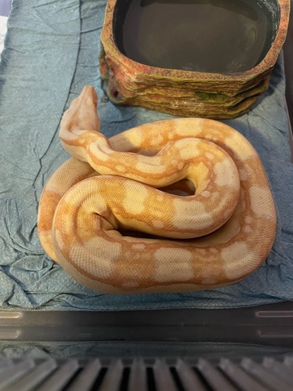 Rare Sharp Albino Keltic Boa Constrictor by Tangled Tails Exotics