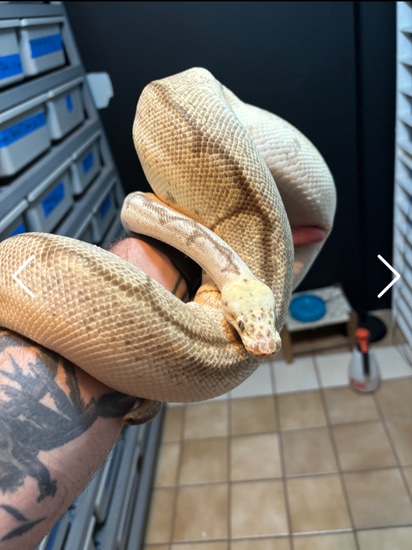 10 Egg Layer Bumblebee Clown Ball Python by Tangled Tails Exotics