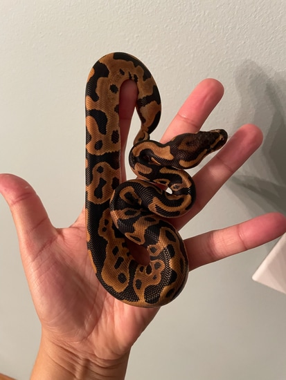 Enchi Leopard Het Clown Ball Python by Tangled Tails Exotics