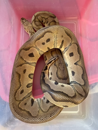 Big Pastel Clown Ball Python by Tangled Tails Exotics