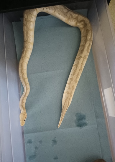 Pet Only Black Queen Bee Ball Python by Tangled Tails Exotics