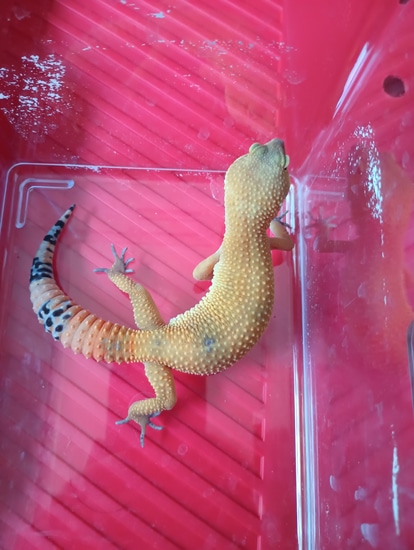 Leopard Gecko by Tangled Tails Exotics