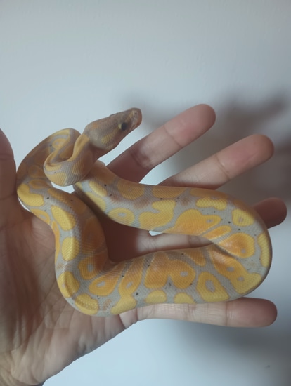 Sweet Coral Glow Ball Python by Tangled Tails Exotics
