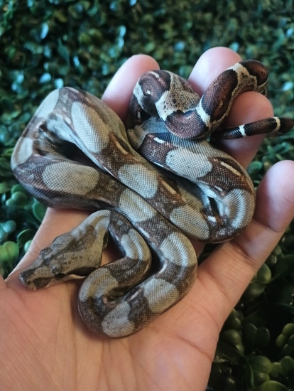 Het Sharp Boa Constrictor by Tangled Tails Exotics