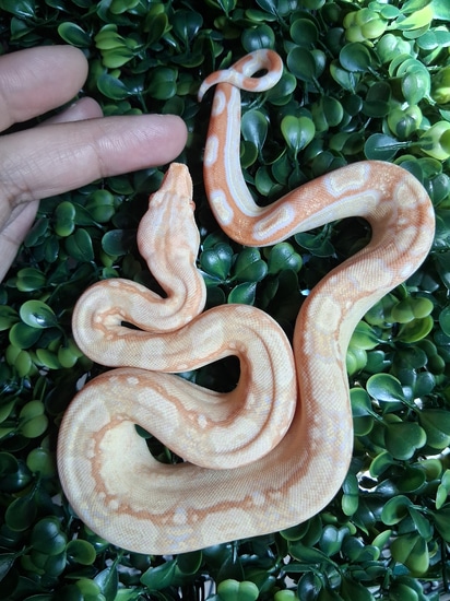 Keltic Sharp Albino Boa Constrictor by Tangled Tails Exotics