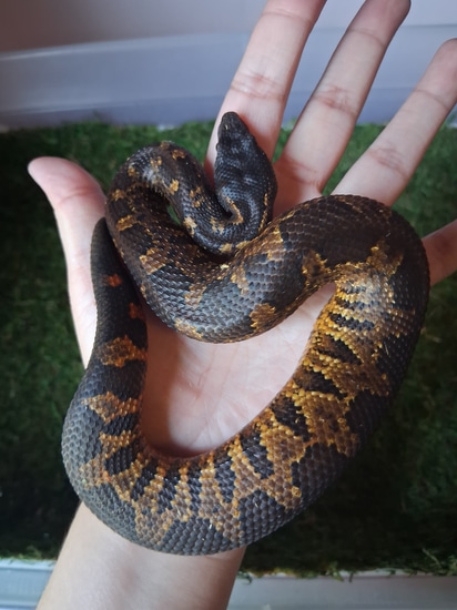Viper Boa by Tangled Tails Exotics
