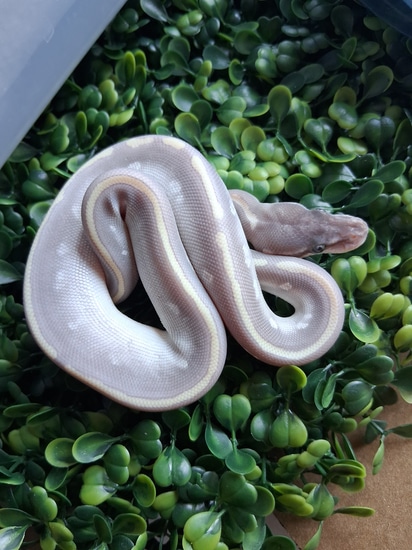 Mystic Potion Ball Python by Tangled Tails Exotics