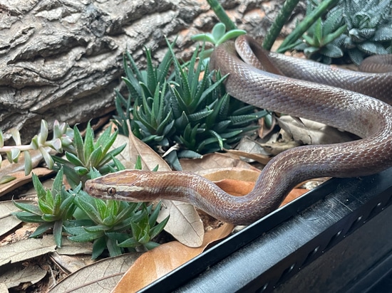 Cape House Snake (Boaedon Capensis) by Owen's Vivarium