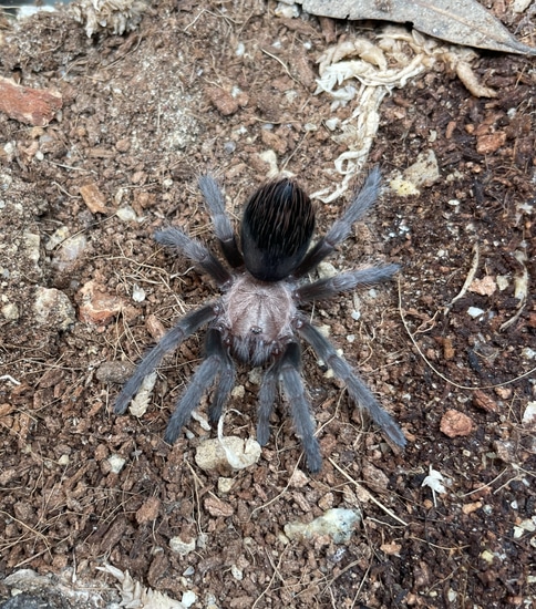 Mexican Golden Red Rump (Brachypelma Albiceps) 1.5" Tarantula by Owen's ...