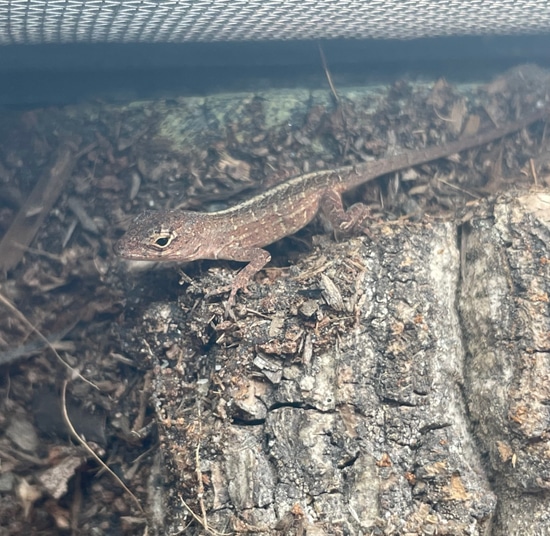 Two Red Anolis Sagrei Anole by Owen's Vivarium