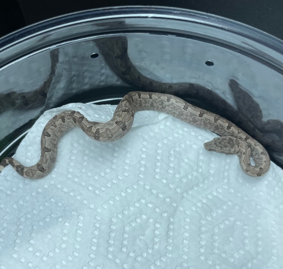CB Baby Solomon Island Ground Boa (Candoia Paulsoni) Solomon Island Boa ...