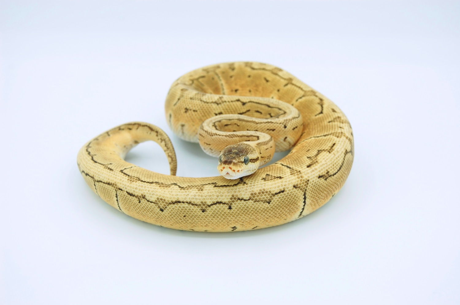 Pastel Pinstripe Special Ball Python by Outregius Balls Exotics - MorphMarket