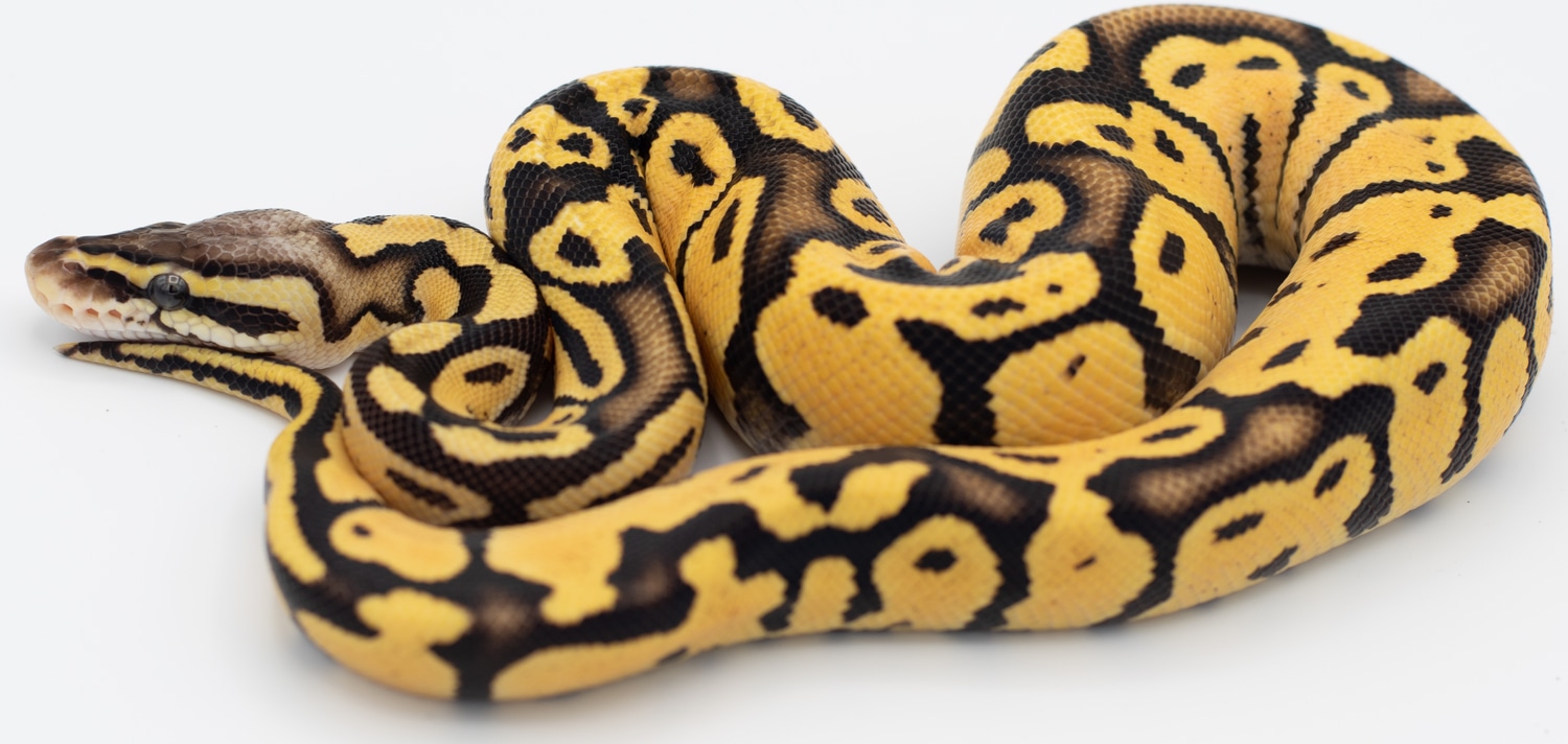 Pastel Fire Ball Python by Outregius Balls Exotics - MorphMarket