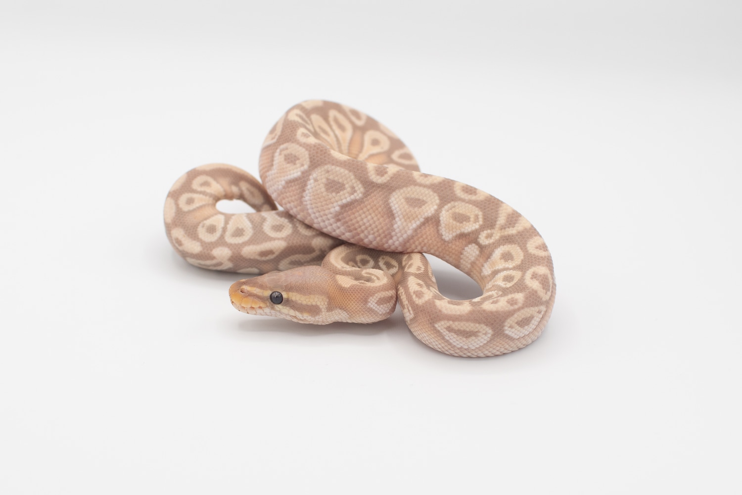 Banana Pastel Mojave Ball Python by Outregius Balls Exotics - MorphMarket