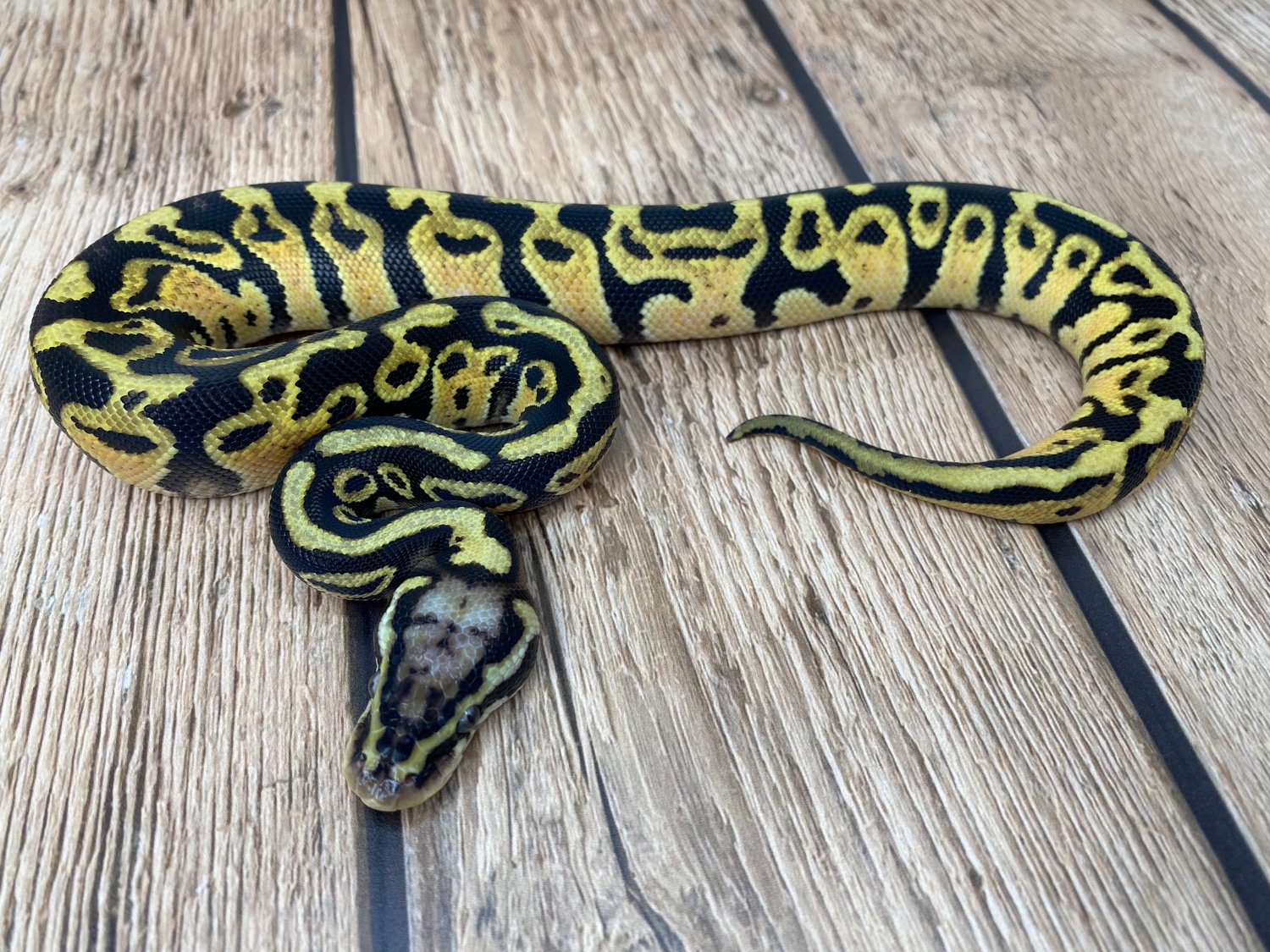 Spotnose Pastel Het Pied Pos Clown Ball Python by Noe Reptiles ...