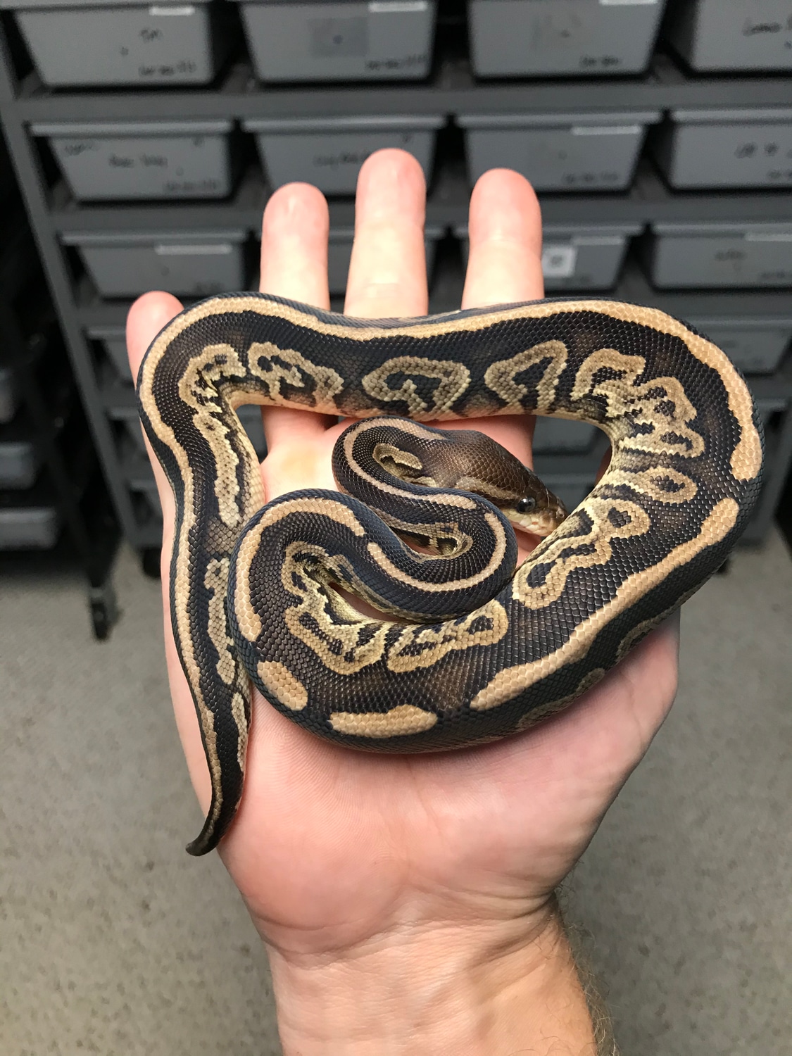 Cinnamon Huffman (Siren) Ball Python by Oblivion Exotics - MorphMarket