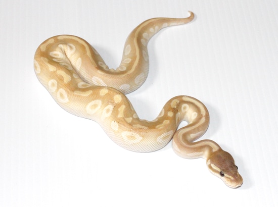 Mojave Special Ball Python by Oblivion Exotics
