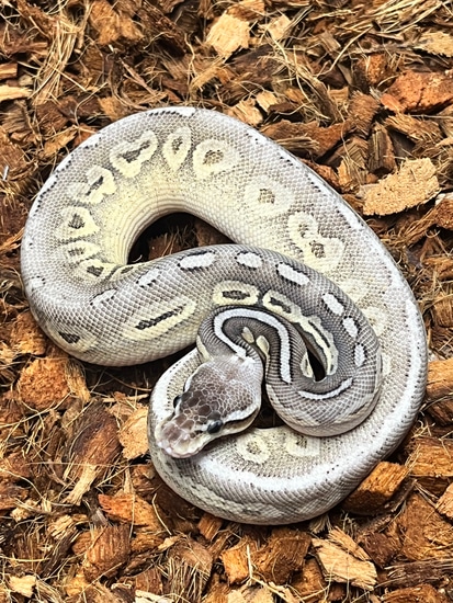 Silverstreak Ball Python by Oblivion Exotics