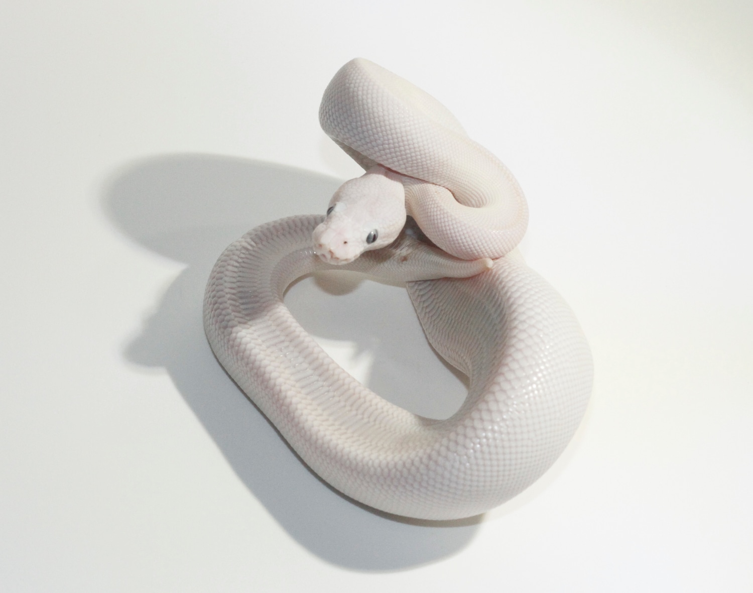 Mojave Lesser BEL Ball Python by Oblivion Exotics - MorphMarket