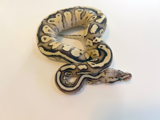 Super Pastel Fire Yellow Belly Ball Python by Oblivion Exotics