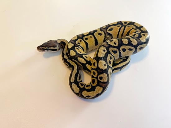 Pastel Yellow Belly Ball Python by Oblivion Exotics