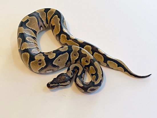 Orange Dream Yellow Belly Ball Python by Oblivion Exotics