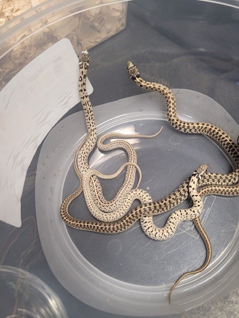 Het Granite Checkered Garter Snake by Boxcar Exotics - MorphMarket