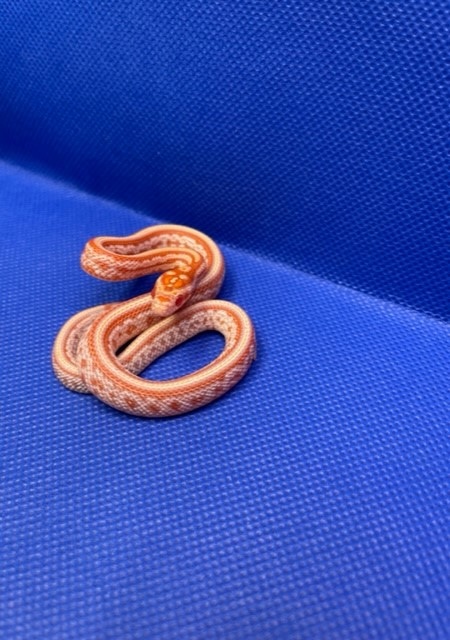 2022 Halo Line Amel Tessera Corn Snake by Boxcar Exotics - MorphMarket
