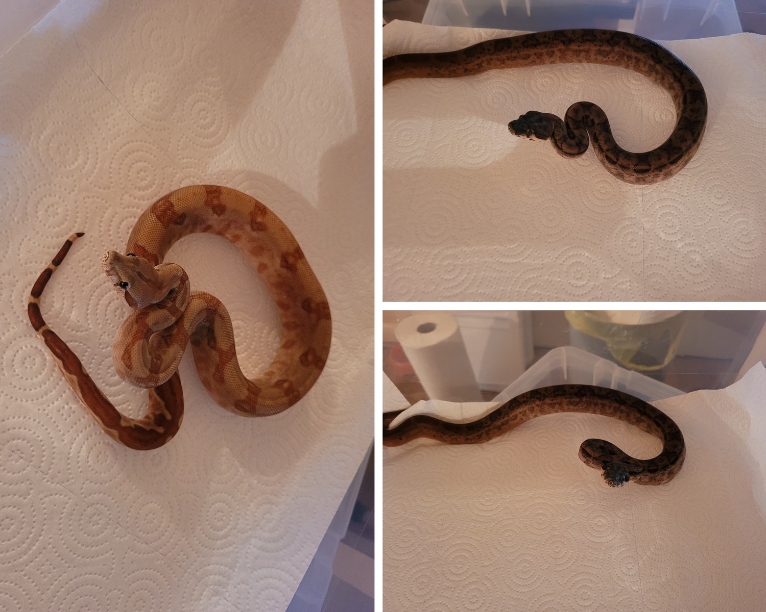 2.3 Group Sunglow, Ghost, Hypo Boa Constrictor by Boxcar Exotics - MorphMarket