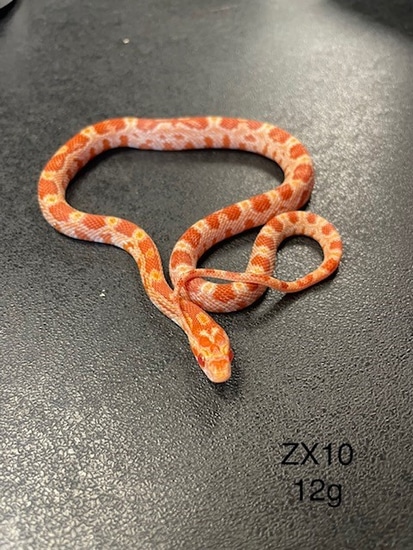 2022 Halo Line Amel Corn Snake by Boxcar Exotics