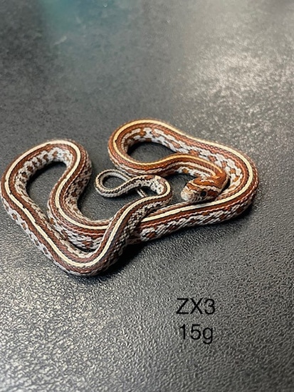 2022 Halo Line Tessera Corn Snake by Boxcar Exotics