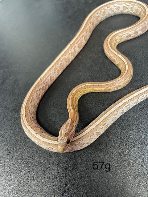 Tequila Sunrise Line Ghost Tessera Corn Snake by Boxcar Exotics ...