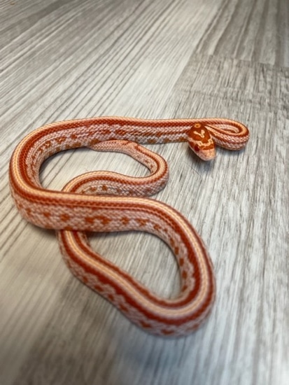 2022 Halo Line Amel Tessera Corn Snake by Boxcar Exotics