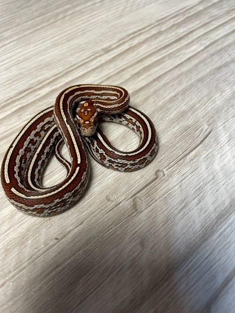 2022 Halo Line Tessera Corn Snake by Boxcar Exotics - MorphMarket