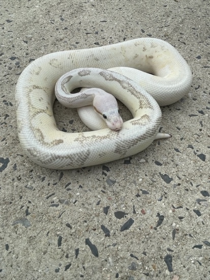 Black Pewter Vanilla Scream Spider Ball Python by Boxcar Exotics
