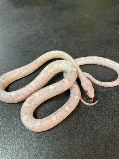 FREE SHIPPING! Yearling! Diffused Ice Corn Snake by Boxcar Exotics