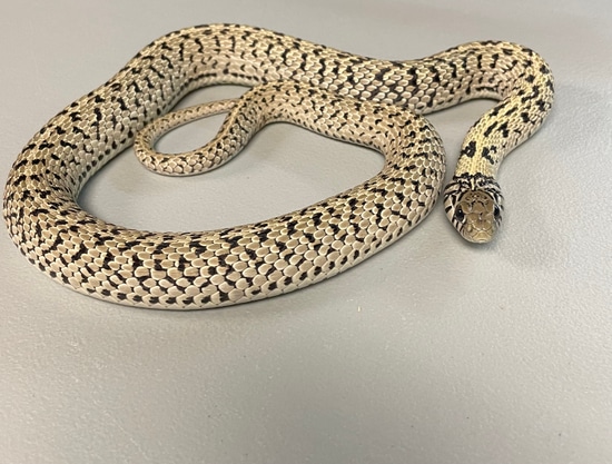 PROVEN Granite Garter Snake by Boxcar Exotics
