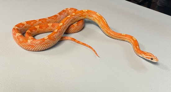 PROVEN Hypo Motley Het Plasma Corn Snake by Boxcar Exotics