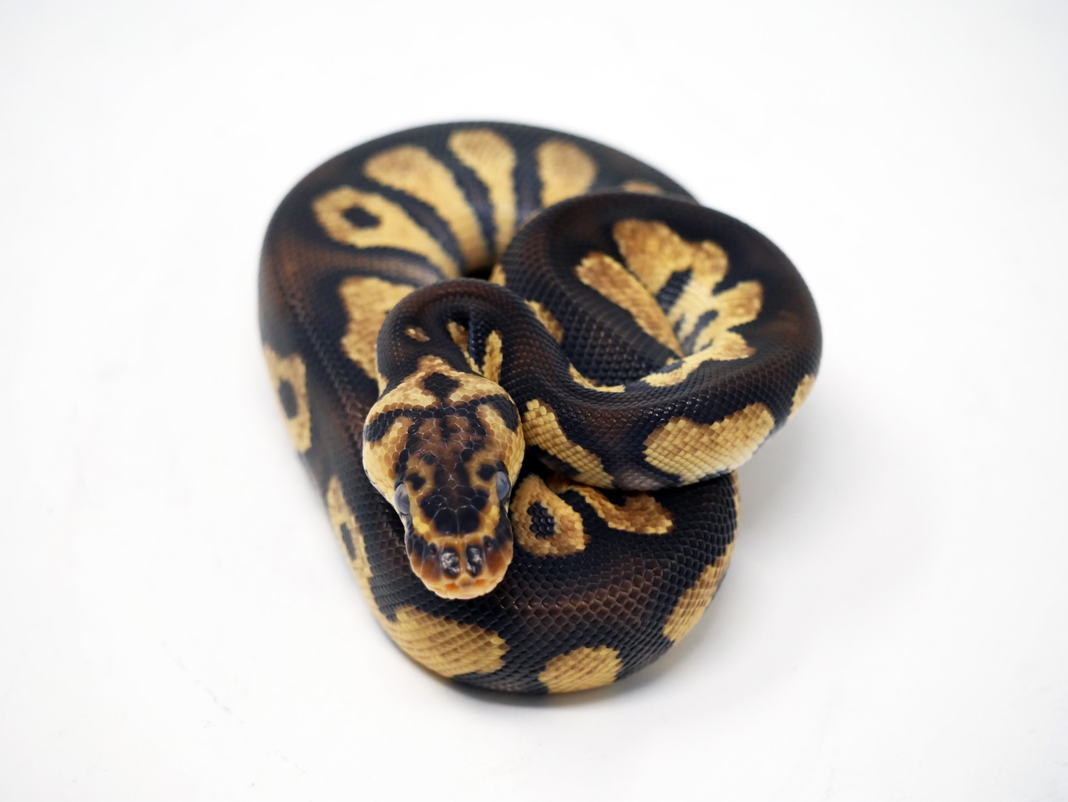 Pastel Chocolate Clown Ball Python by Obscure Exotics - MorphMarket