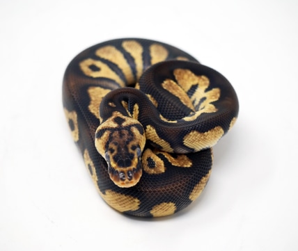 Pastel Chocolate Clown Ball Python by Obscure Exotics - MorphMarket