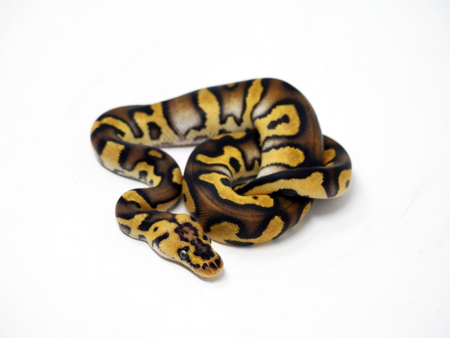 Pastel Chocolate Clown Ball Python by Obscure Exotics - MorphMarket