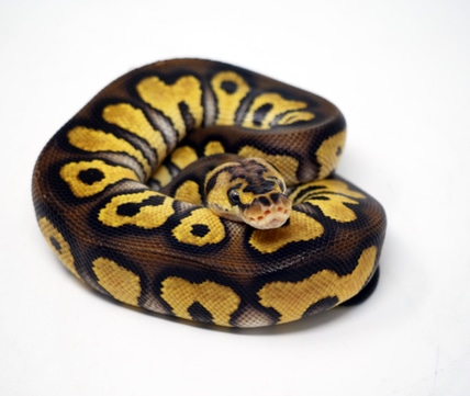 Pastel Chocolate Clown Ball Python by Obscure Exotics - MorphMarket