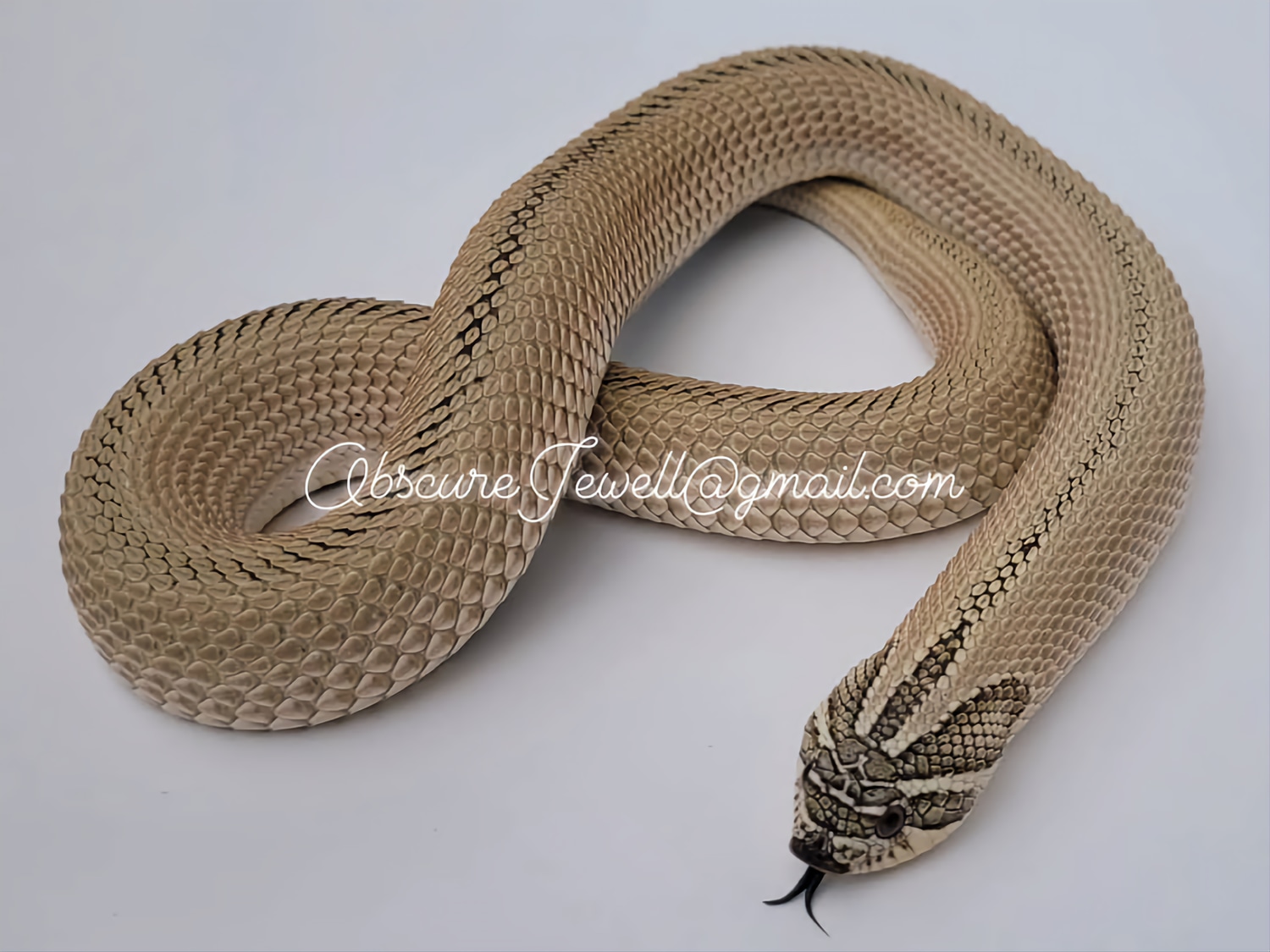 Obscure Jewells's Collection - MorphMarket