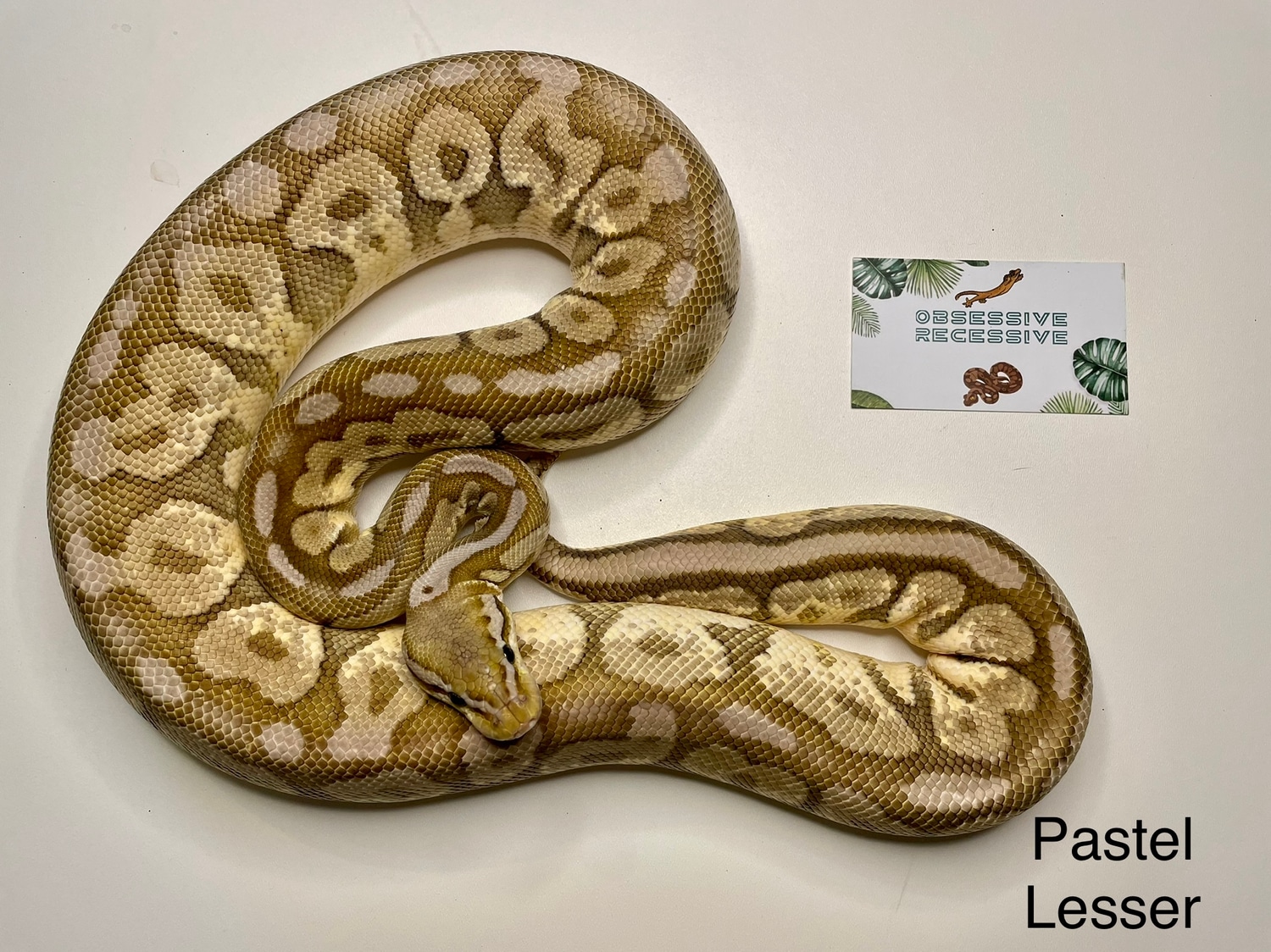 Pastel Lesser Male Cb18 Proven Breeder Ball Python by Obsessive ...