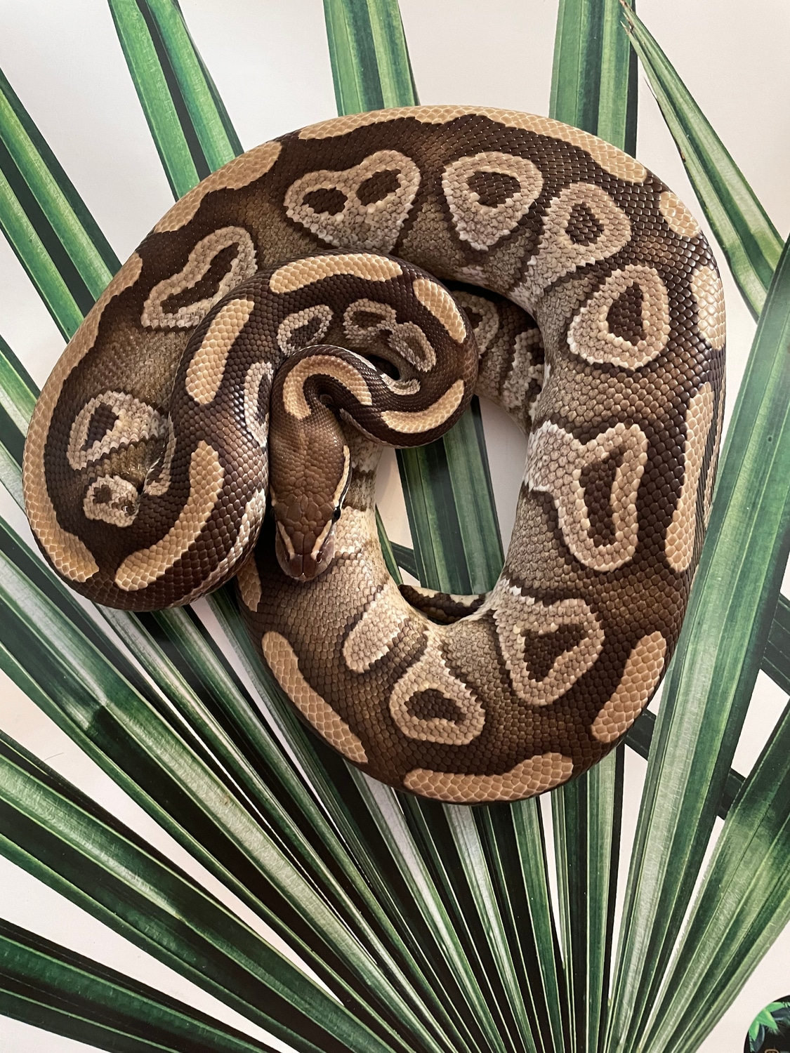 Mojave Blitz Male CB18 Ball Python by Obsessive Recessive - MorphMarket