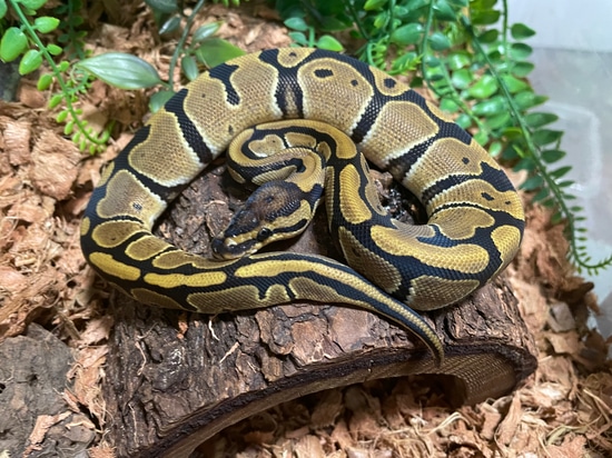 (C1-6) CB22 Classic Ball Python Het Clown CB22 Female by Obsessive ...