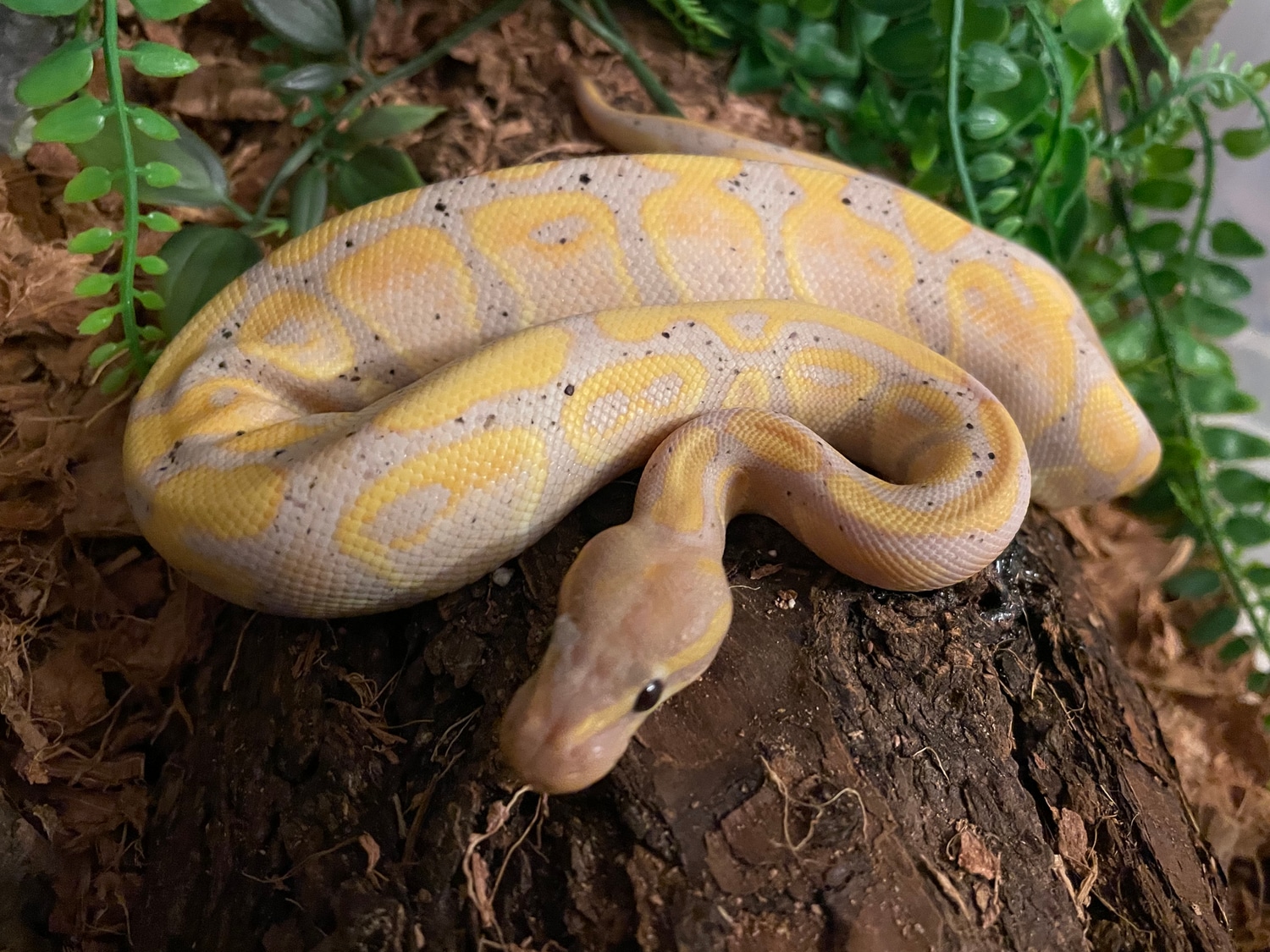 (3-1) Male Yellow Belly Banana Pos Het Pied CB22 Ball Python by ...