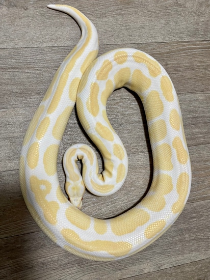 Female Pastel Albino Proven Breeder Cb18 Ball Python by Obsessive Recessive